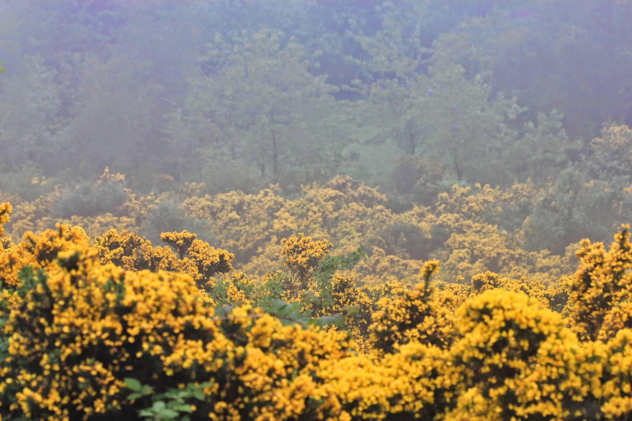 - Ian Harrower Games